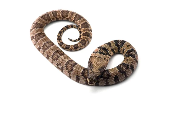 False water cobra Stock Photos, Royalty Free False water cobra Images ...