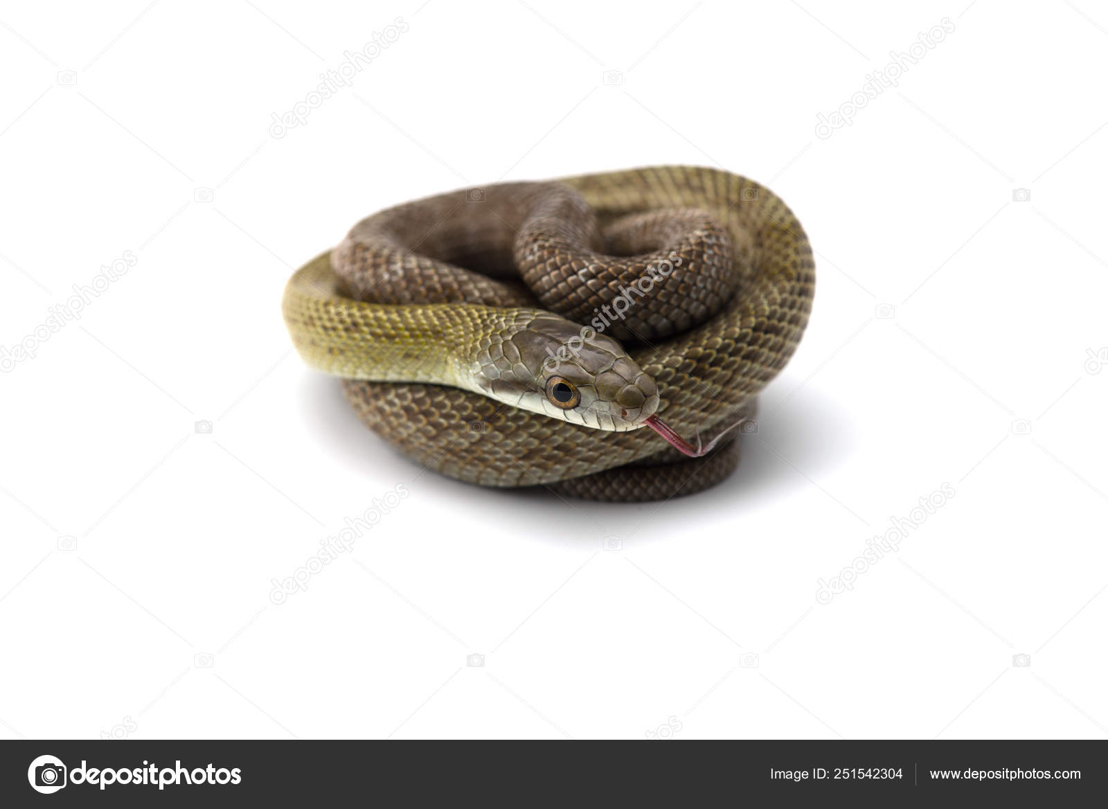 Serpiente Rata Japonesa Aislada Sobre Fondo Blanco — Foto de stock ...