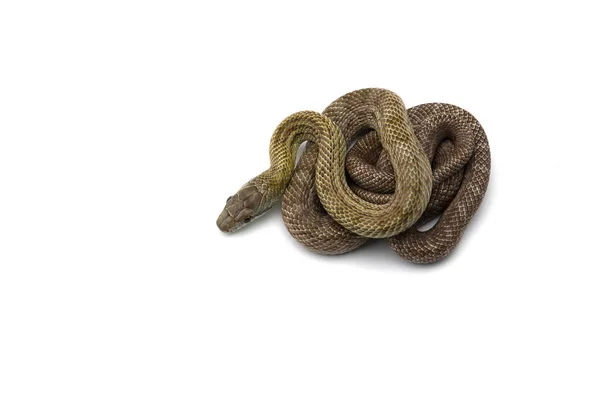 Serpiente Rata Japonesa Aislada Sobre Fondo Blanco — Foto de stock ...