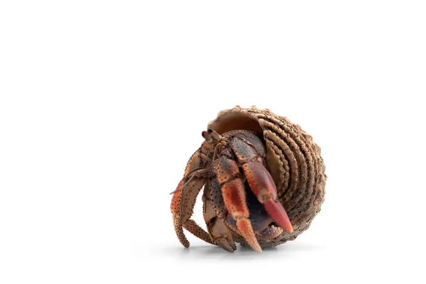 Half crab hermit crab Stock Photos, Royalty Free Half crab hermit crab ...