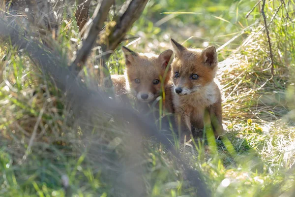 Red fox pups Stock Photos, Royalty Free Red fox pups Images | Depositphotos