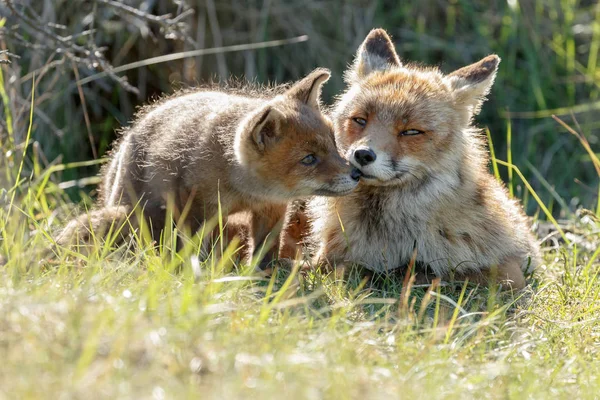 Red fox mother and cub — Stock Photo © MennoSchaefer #126743426