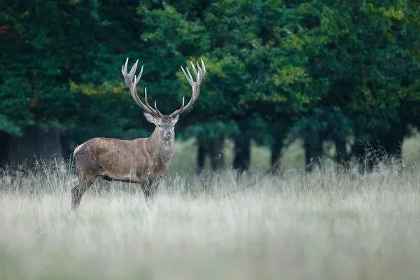 Red Deer Huge Rack Mating Season Stock Photo by ©MennoSchaefer 209852590