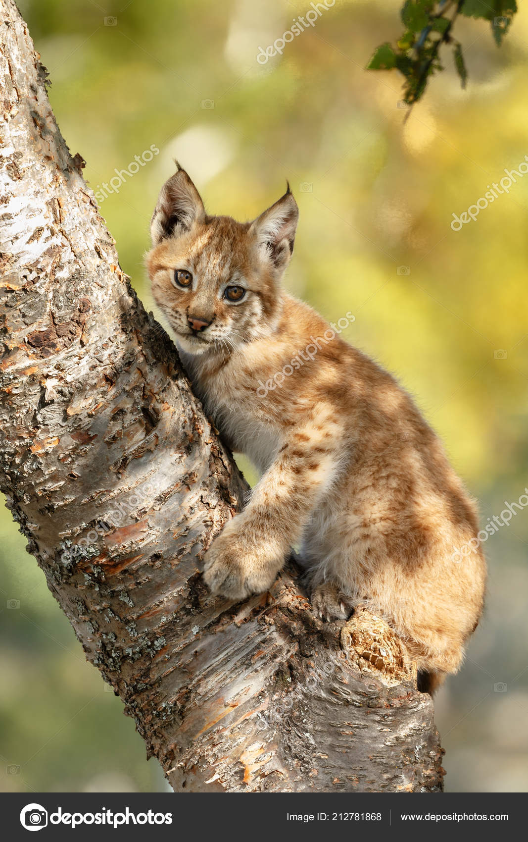 Sitting Lynx Cub