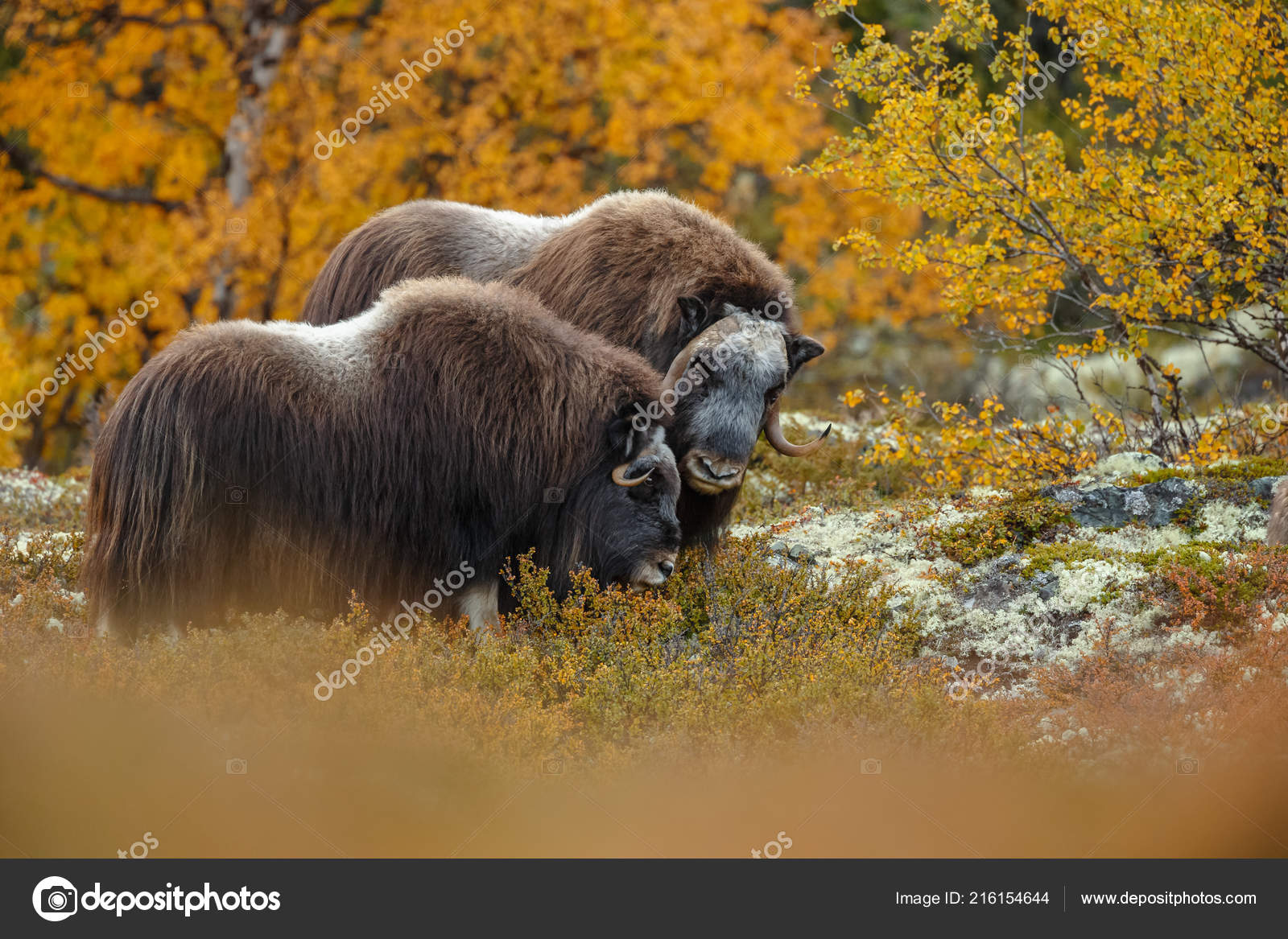 Musk Nature Autumn Setting Stock Photo by ©MennoSchaefer 216154644