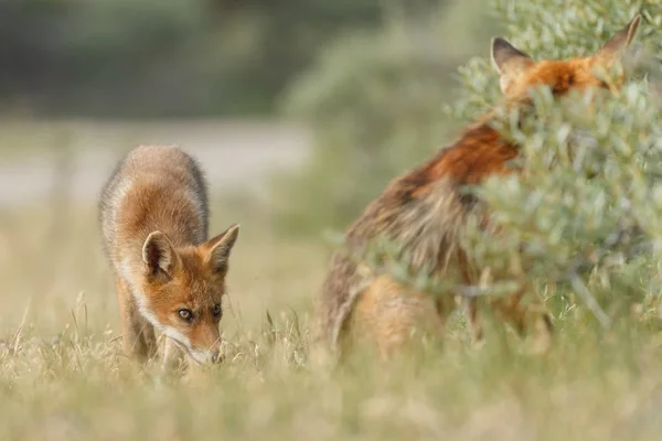 Red fox mother and cub Stock Photo by ©MennoSchaefer 126738288