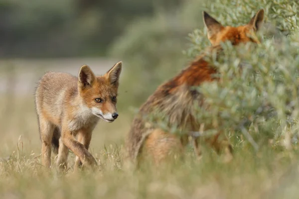 Red fox mother and cub Stock Photo by ©MennoSchaefer 126738288