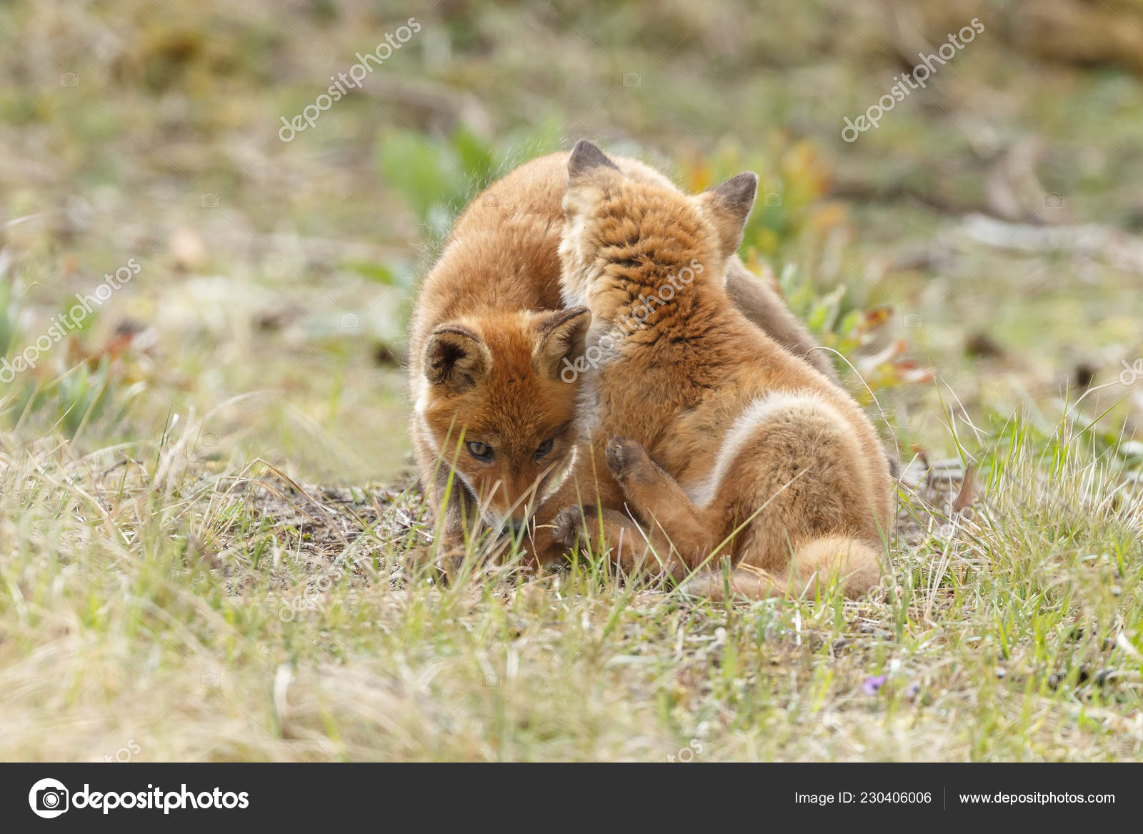 Juvenile Red Fox Cub Nature Spring Day Dutch Dunes Stock Photo by ...