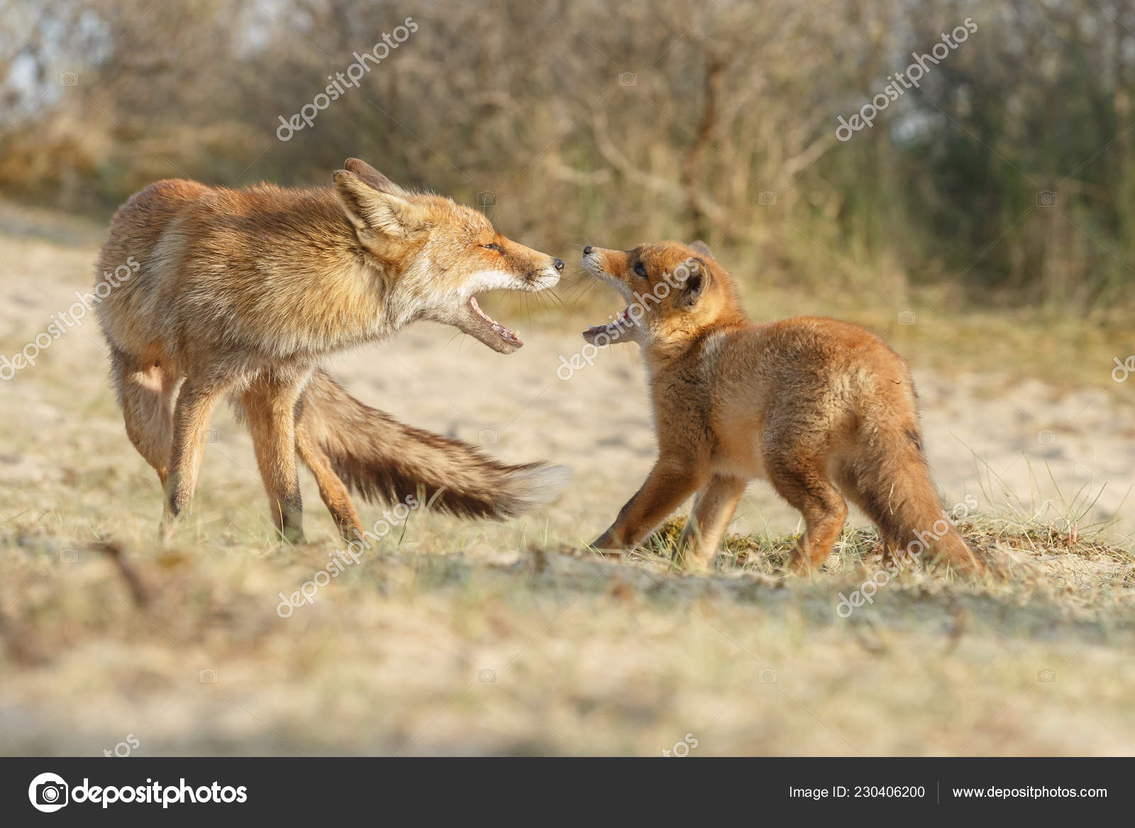 Juvenile Red Fox Cub Nature Spring Day Dutch Dunes Stock Photo by ...