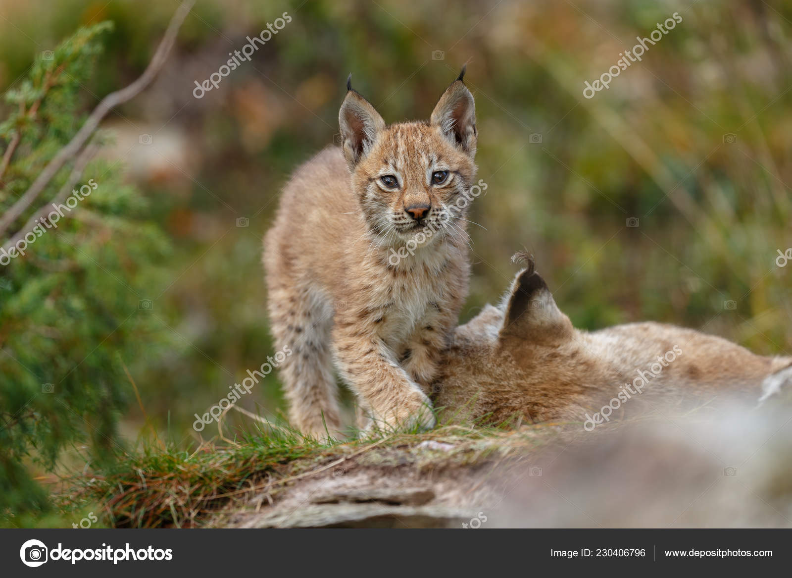 Baby Canadian Lynx