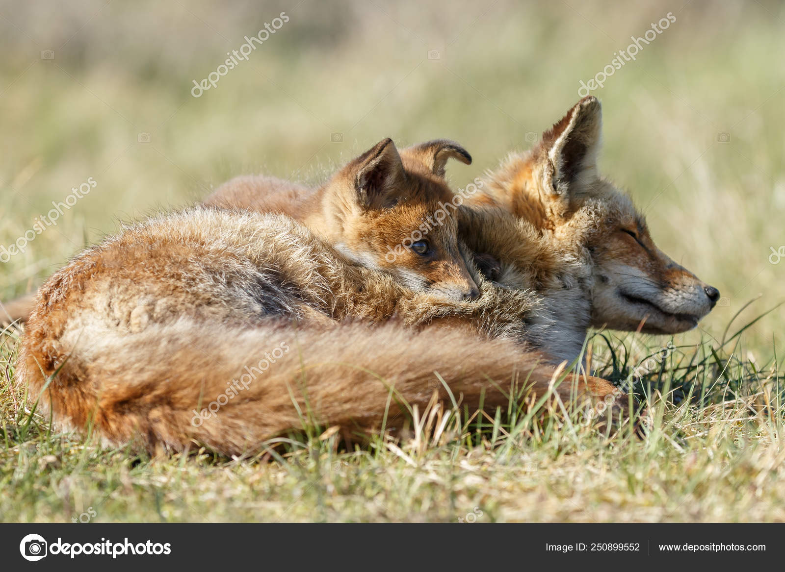 Red Fox Cub Mother Nature Spring Day — Stock Photo © MennoSchaefer ...
