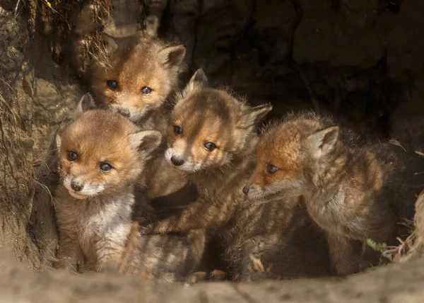 Newborn Fox Cubs