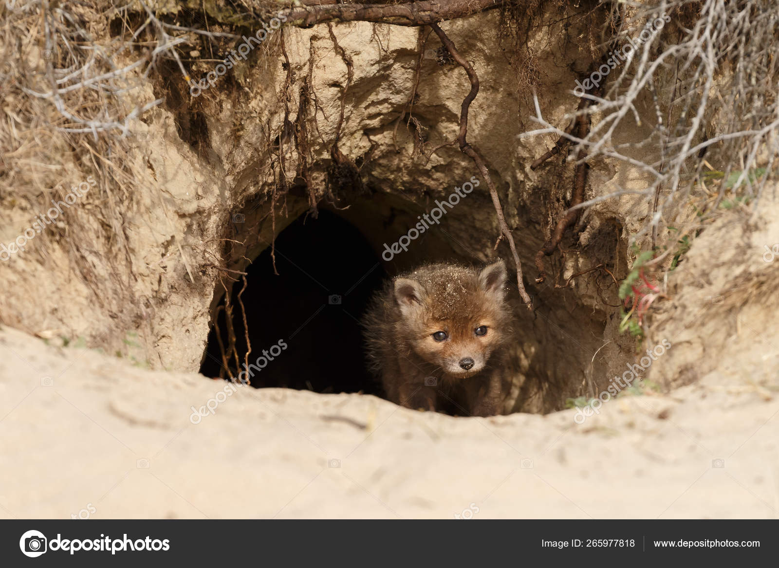 Red Fox Cub Entrance Den — Stock Photo © MennoSchaefer #265977818