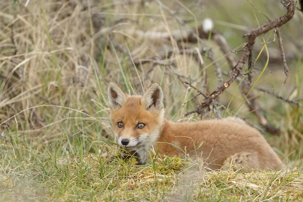 Red fox cub Stock Photos, Royalty Free Red fox cub Images | Depositphotos