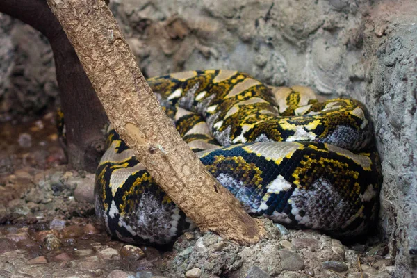 Python nest Stock Photos, Royalty Free Python nest Images | Depositphotos