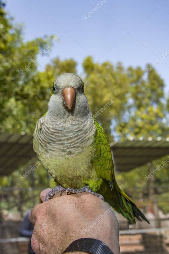 Olsen loro verde pájaro comer nuez en la mano, Comida loro Amazonas ...