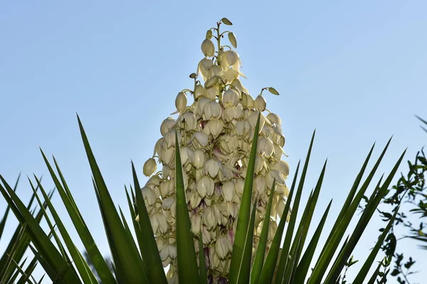 유카 꽃 Stock Photos, Royalty Free 유카 꽃 Images | Depositphotos