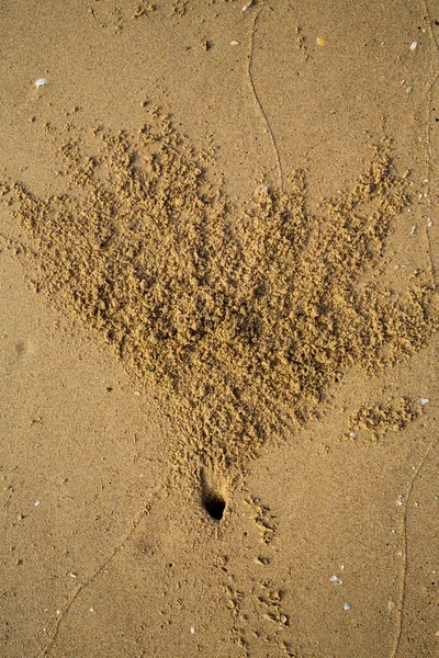 Crab Footprints Track Hole Crab Sandy Beach Abstract Natural Background ...