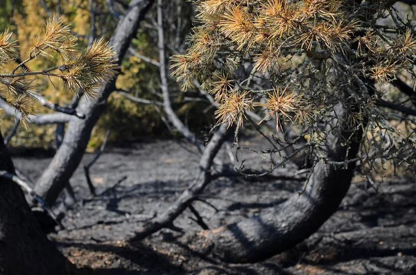 Arbusto quemado Stock Photos, Royalty Free Arbusto quemado Images ...