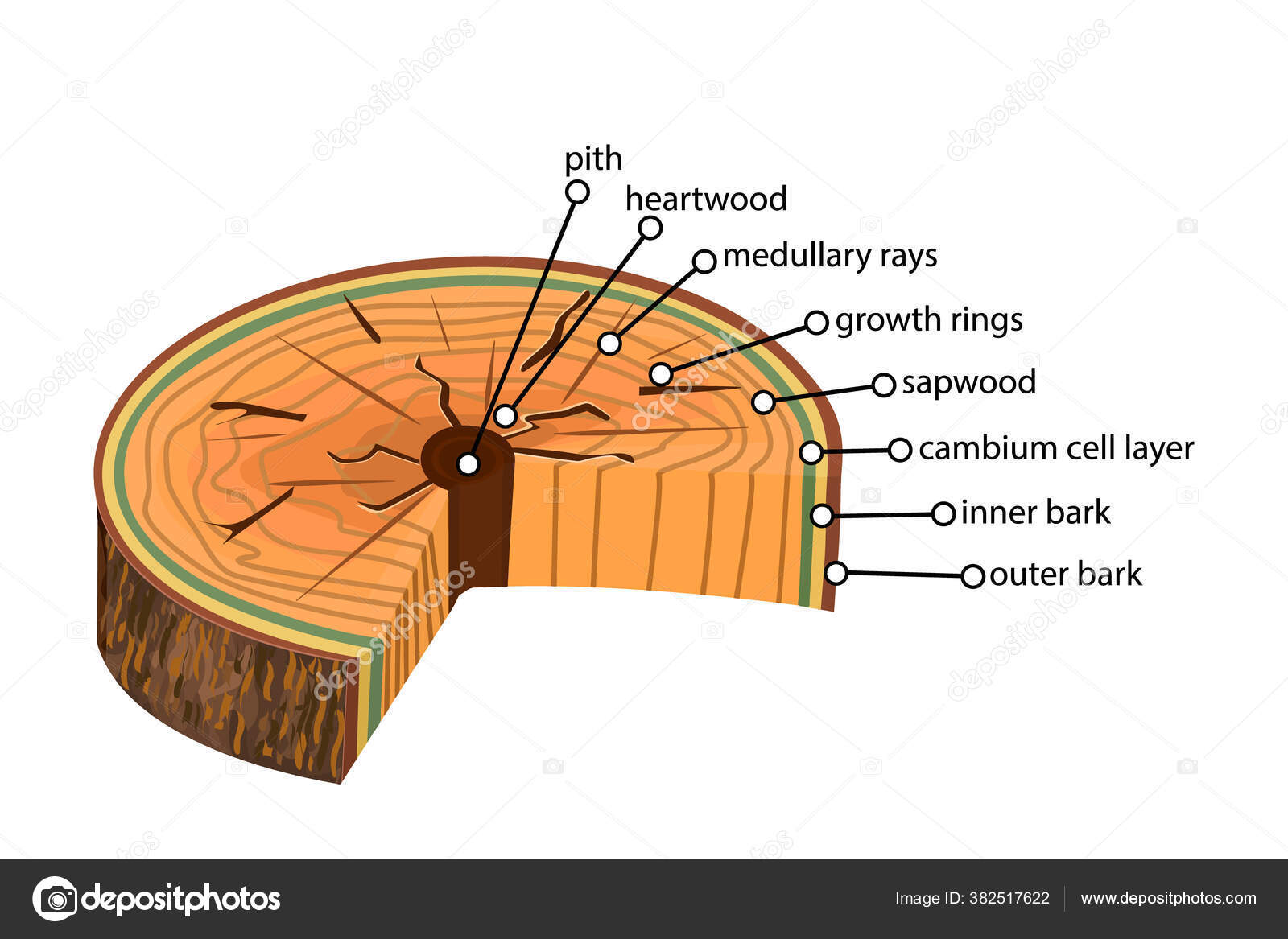 Anatomy Tree Isolated White Background Structure Slice Tree Layers ...