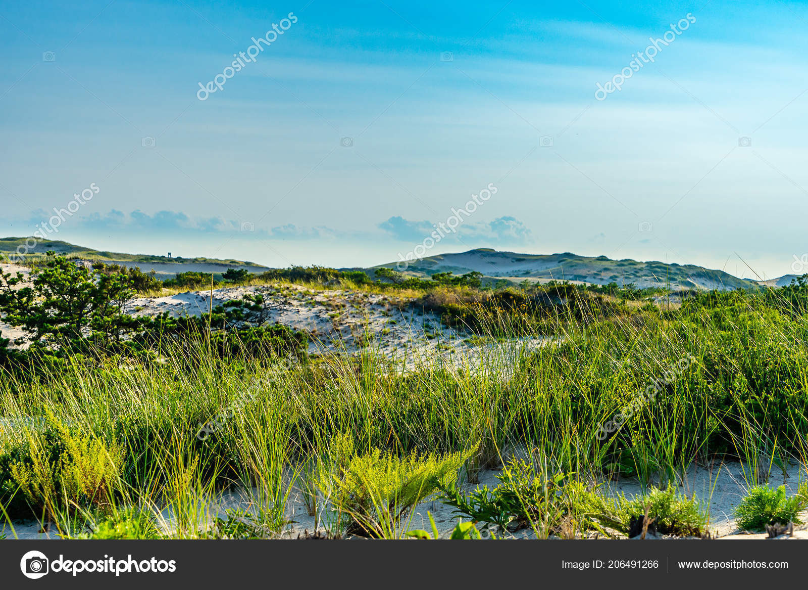 Sand Dunes Grass Provincelands Cape Cod — Stock Photo © Vadim_777 #206491266