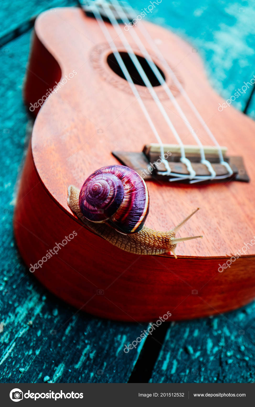 A beautiful big snail on the guitar, macro view. Outdoor musical Stock ...