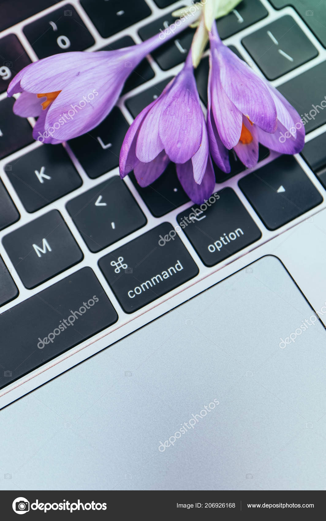 Laptop Computer Natural Forest Background Violet Spring Flowers Lay ...