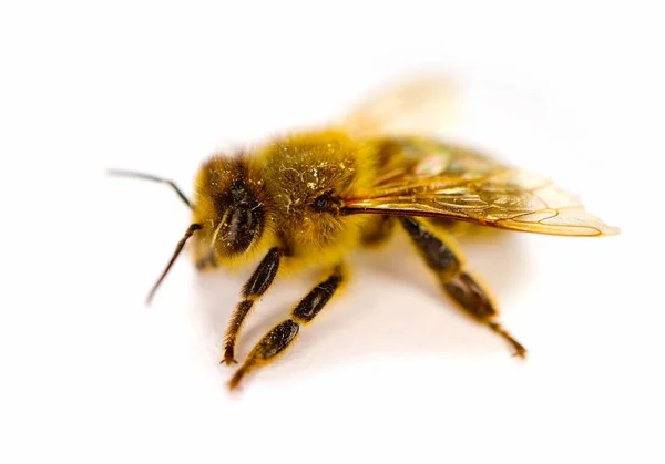 Fliegende biene Stockfotos, lizenzfreie Fliegende biene Bilder ...