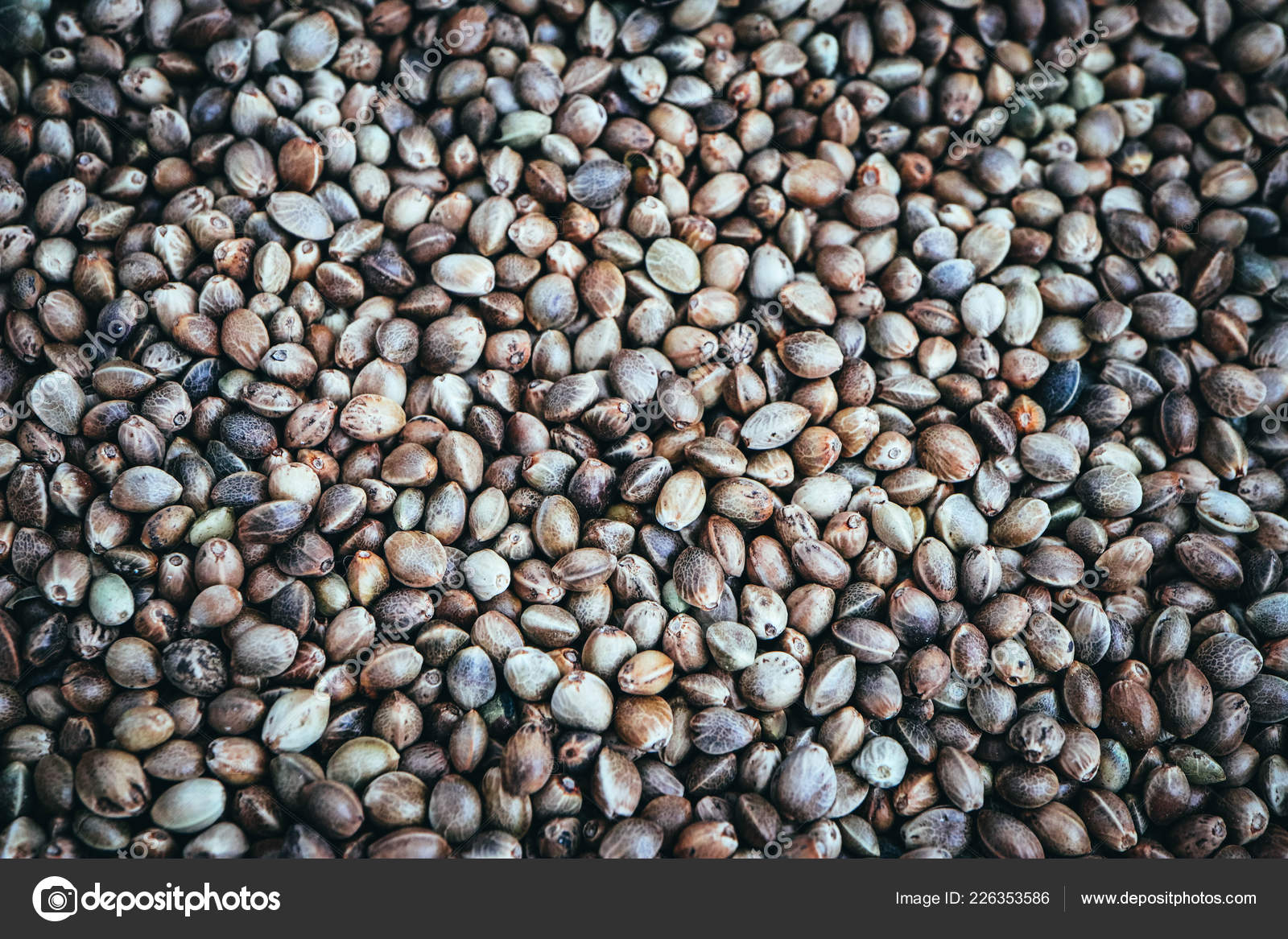 Cannabis Seeds Background Marijuana Grains Herbal Treatment Product ...