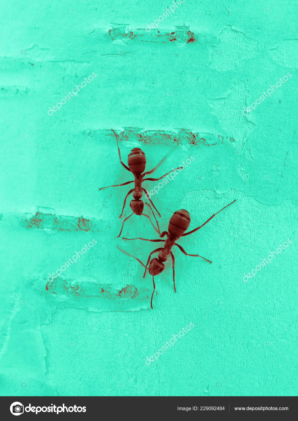 Two Big Ants Marching Tree Trunk Stock Photo by ©FoxArtBox_studio 229092484