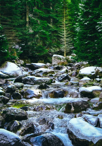 Pine tree forest river flows through the rocks. Beautiful powerful ...