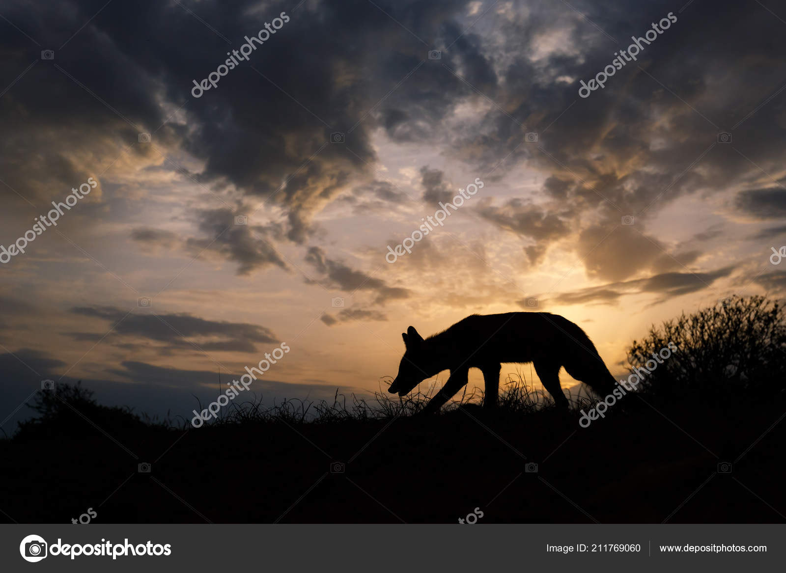 Wild Red Fox Silhouette Sunset — Stock Photo © pimleijen #211769060
