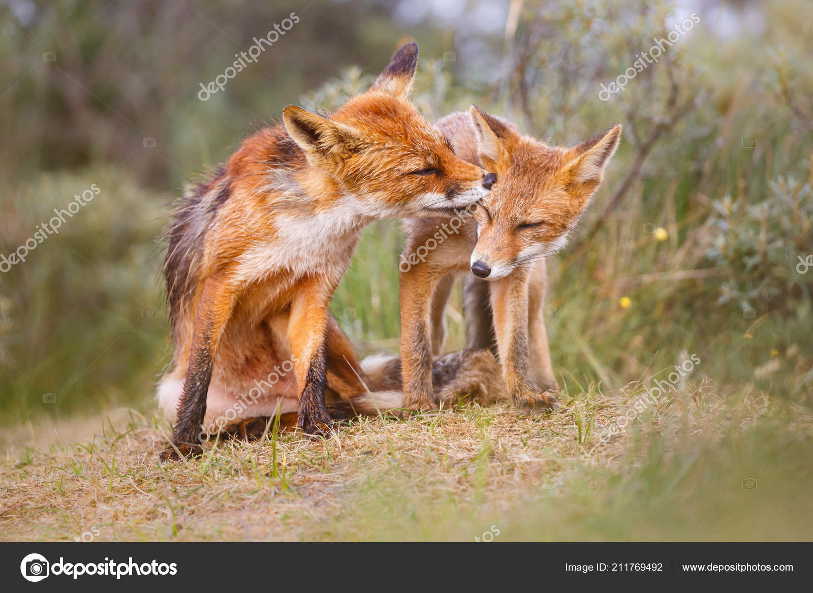 Wild Red Young Foxes Natural Habitat — Stock Photo © pimleijen #211769492