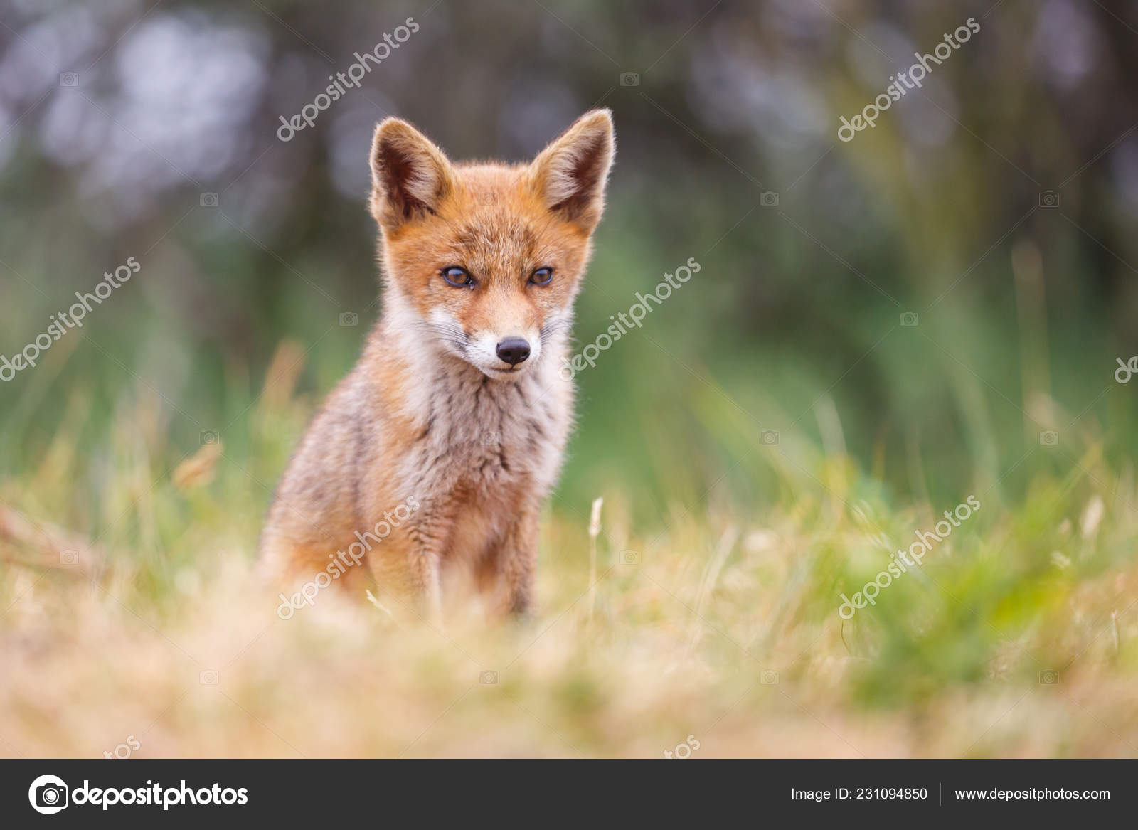 Cute Red Fox Cub Green Meadow Stock Photo by ©pimleijen 231094850