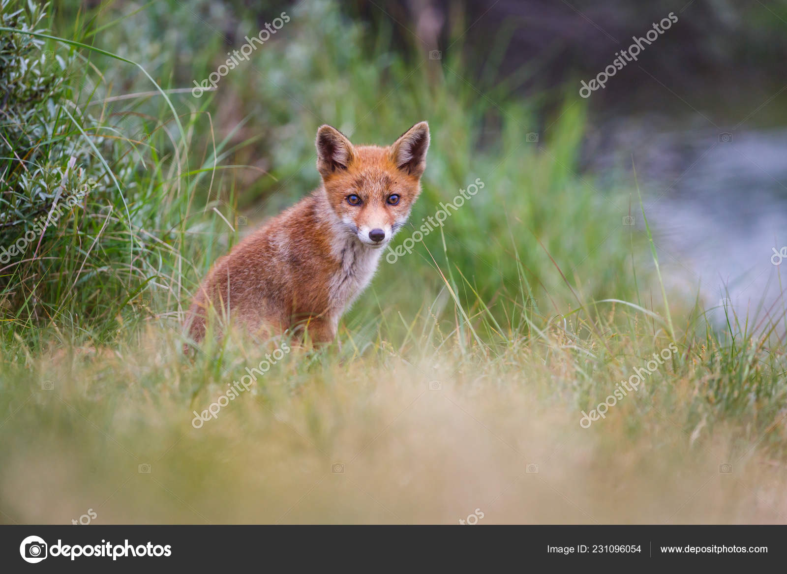 Cute Red Fox Cub Green Meadow — Stock Photo © pimleijen #231096054