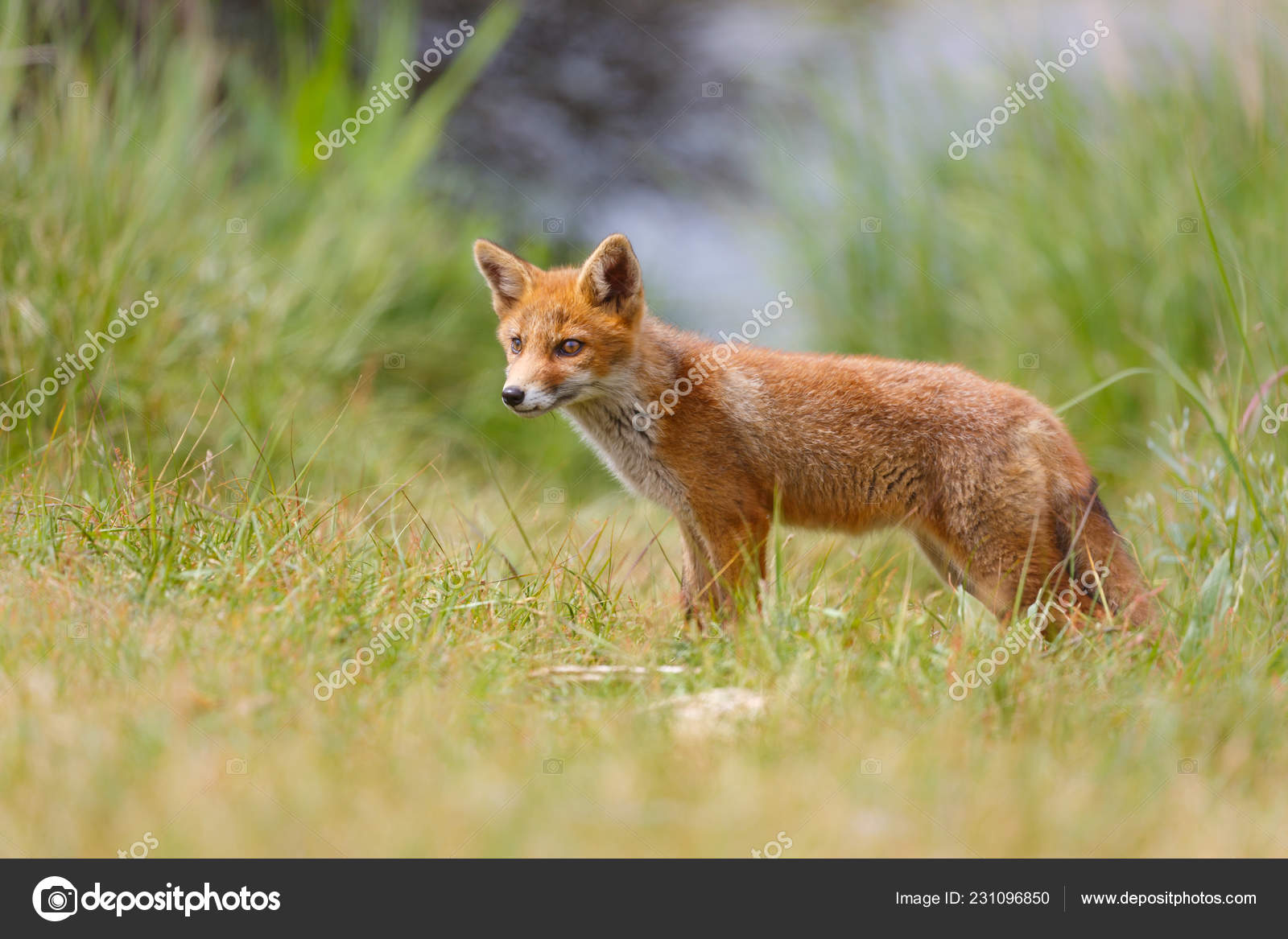 Cute Red Fox Cub Green Meadow Stock Photo by ©pimleijen 231096850