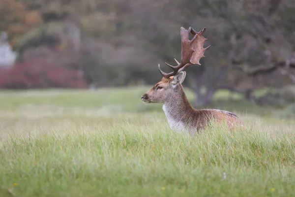 Fallow deer Stock Photos, Royalty Free Fallow deer Images | Depositphotos