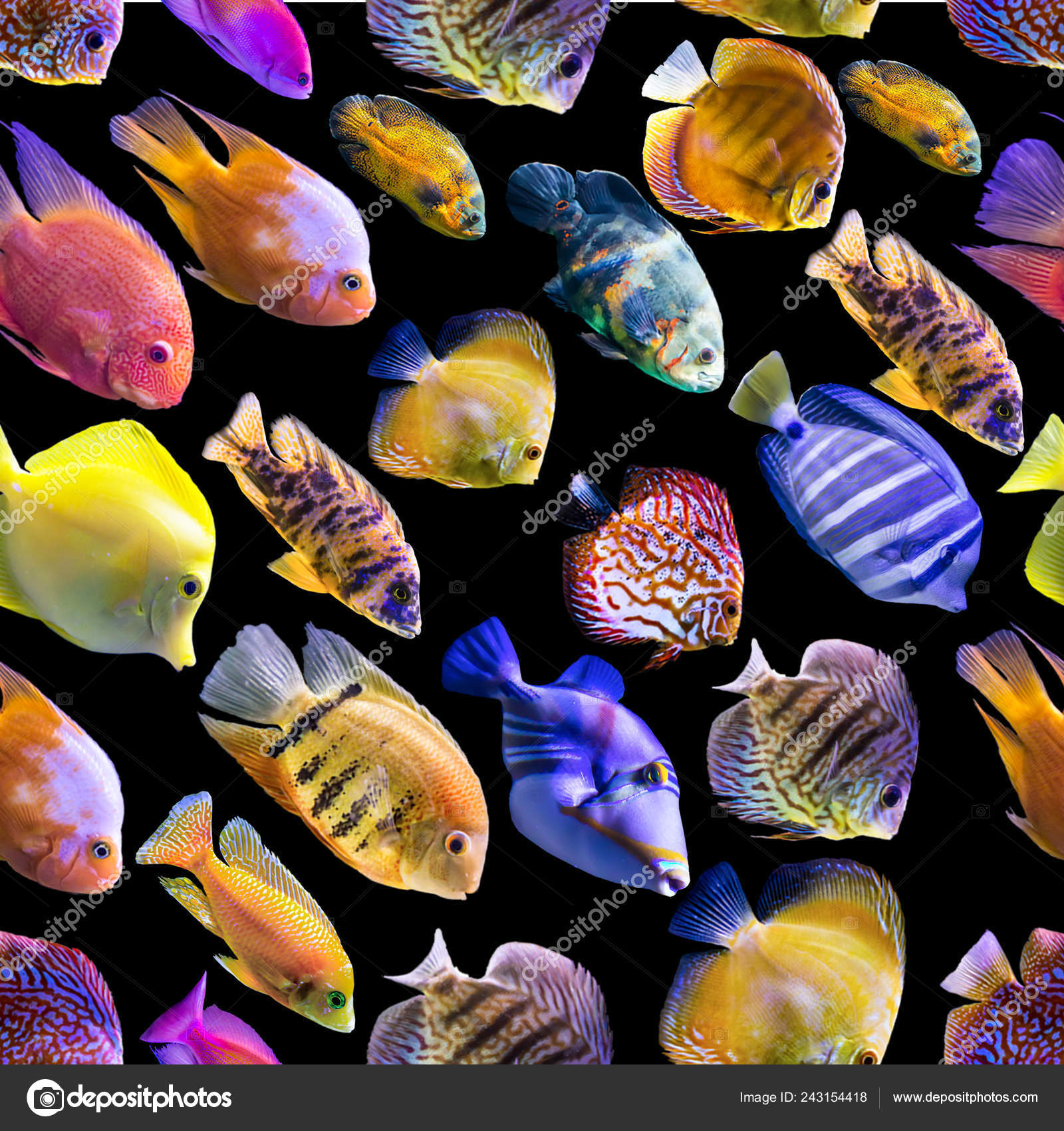 Seamless Pattern Multi Colored Fishes Black Background Site Nature Art ... Seamless Pattern Multi Colored Fishes Black Background Site Nature Art ...