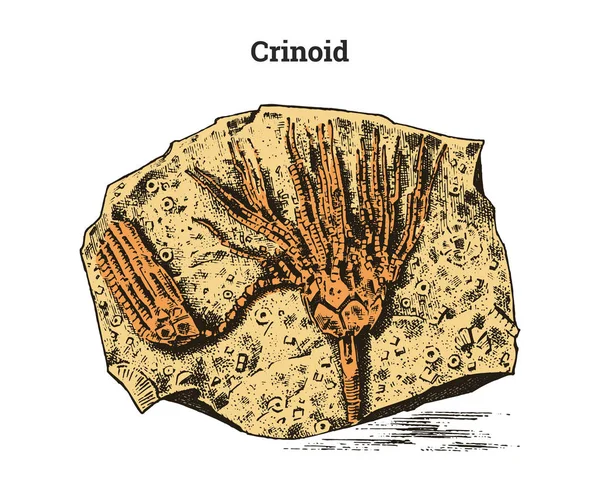 15 Crinoid limestone Vector Images | Depositphotos