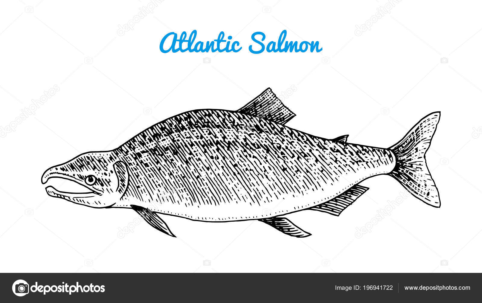 Atlantisk laks yngel. Flod og sø fisk. Havdyr. Ferskvands akvarium ...