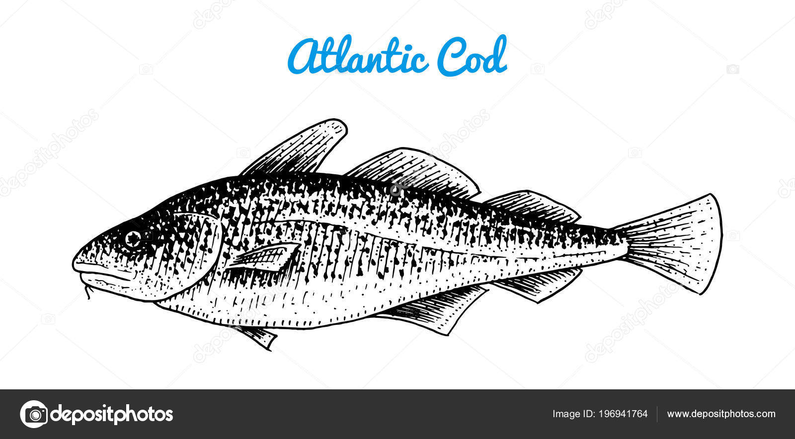 Atlantic Cod Drawing