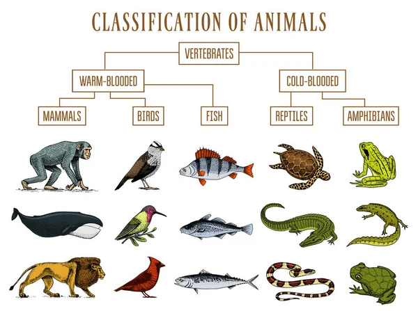 Clasificación de Animales. Reptiles anfibios mamíferos aves. Cocodrilo ...