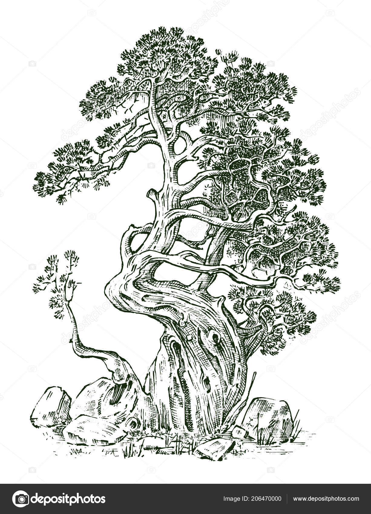 Juniper Vector Drawing Isolated Vintage Illustration Of