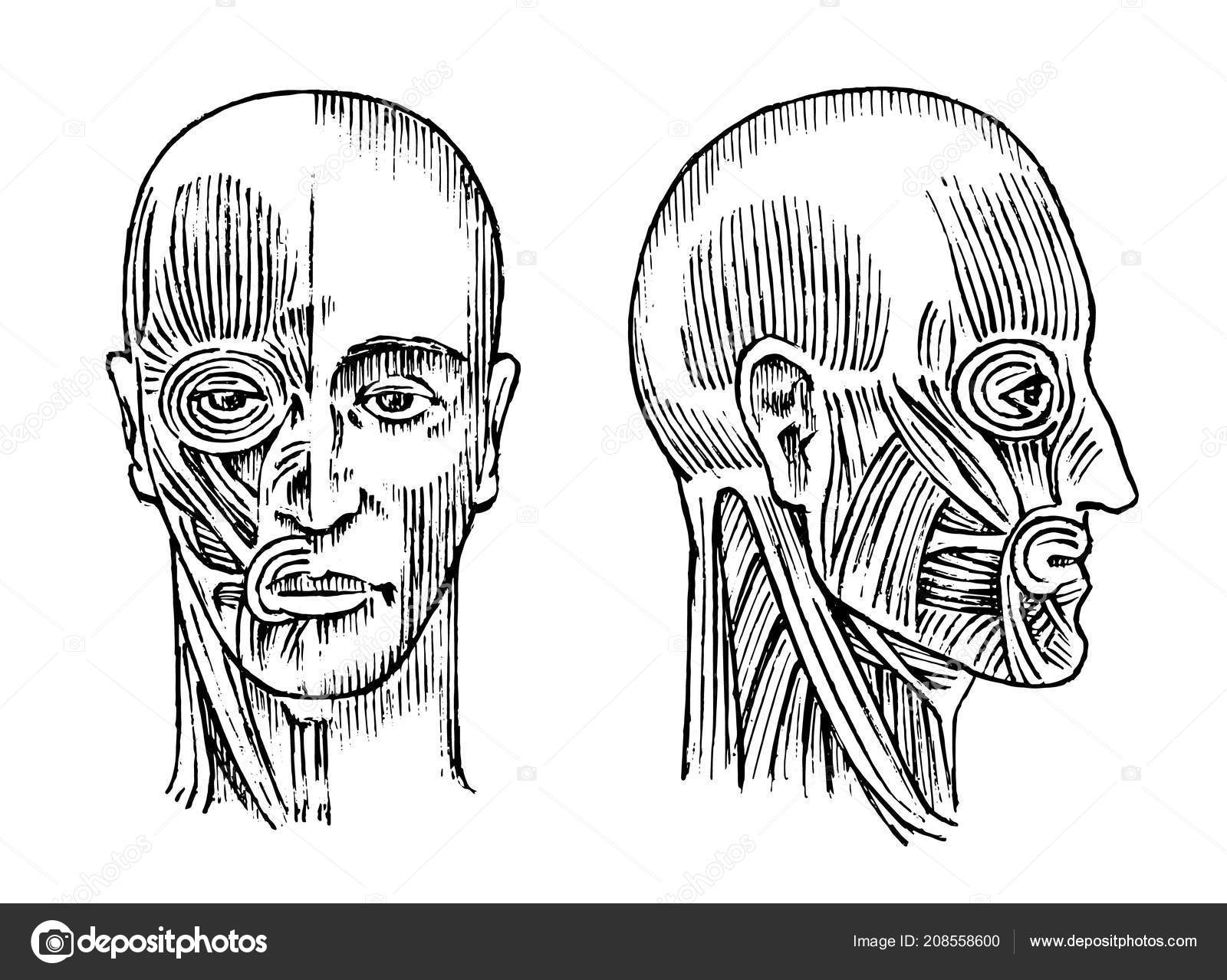 Face Human Head Drawing