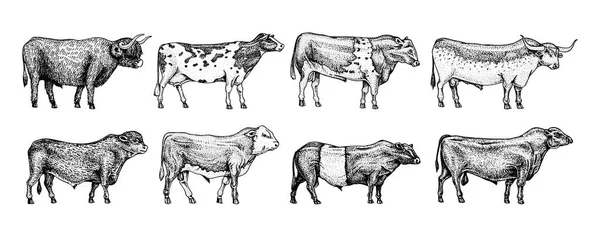 1,653 Cattle line art Vector Images | Depositphotos