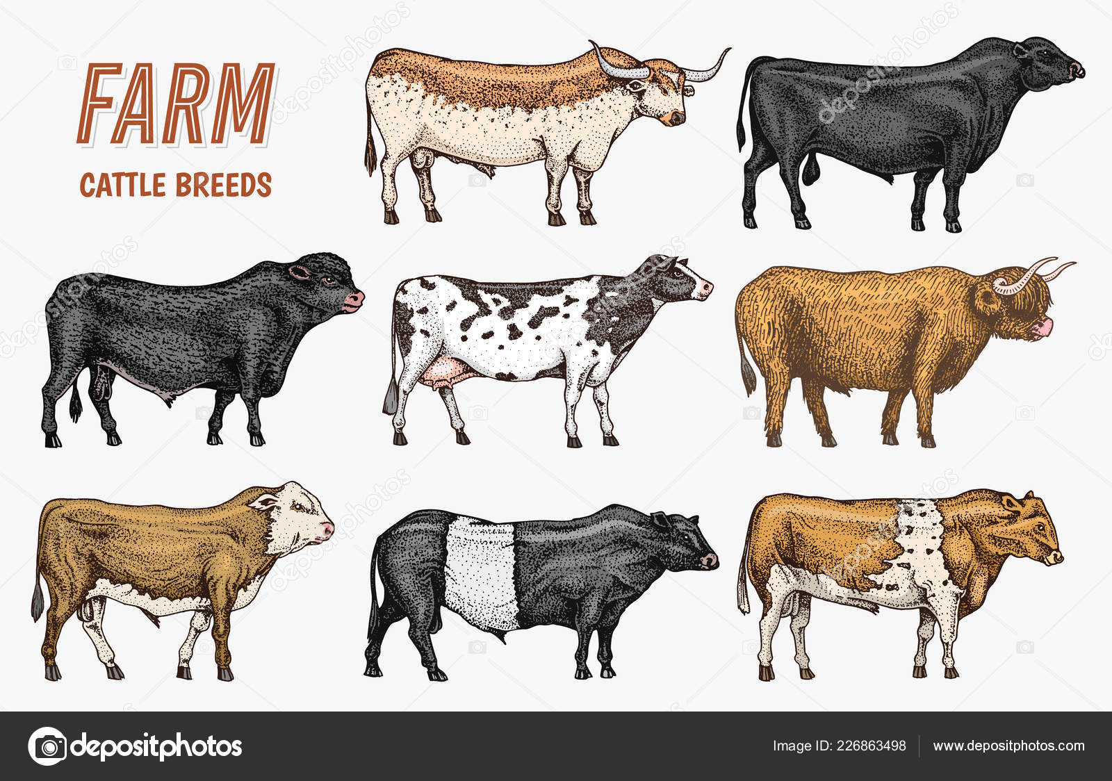 Farm cattle bulls and cows. natural milk and meat. Different breeds of ...