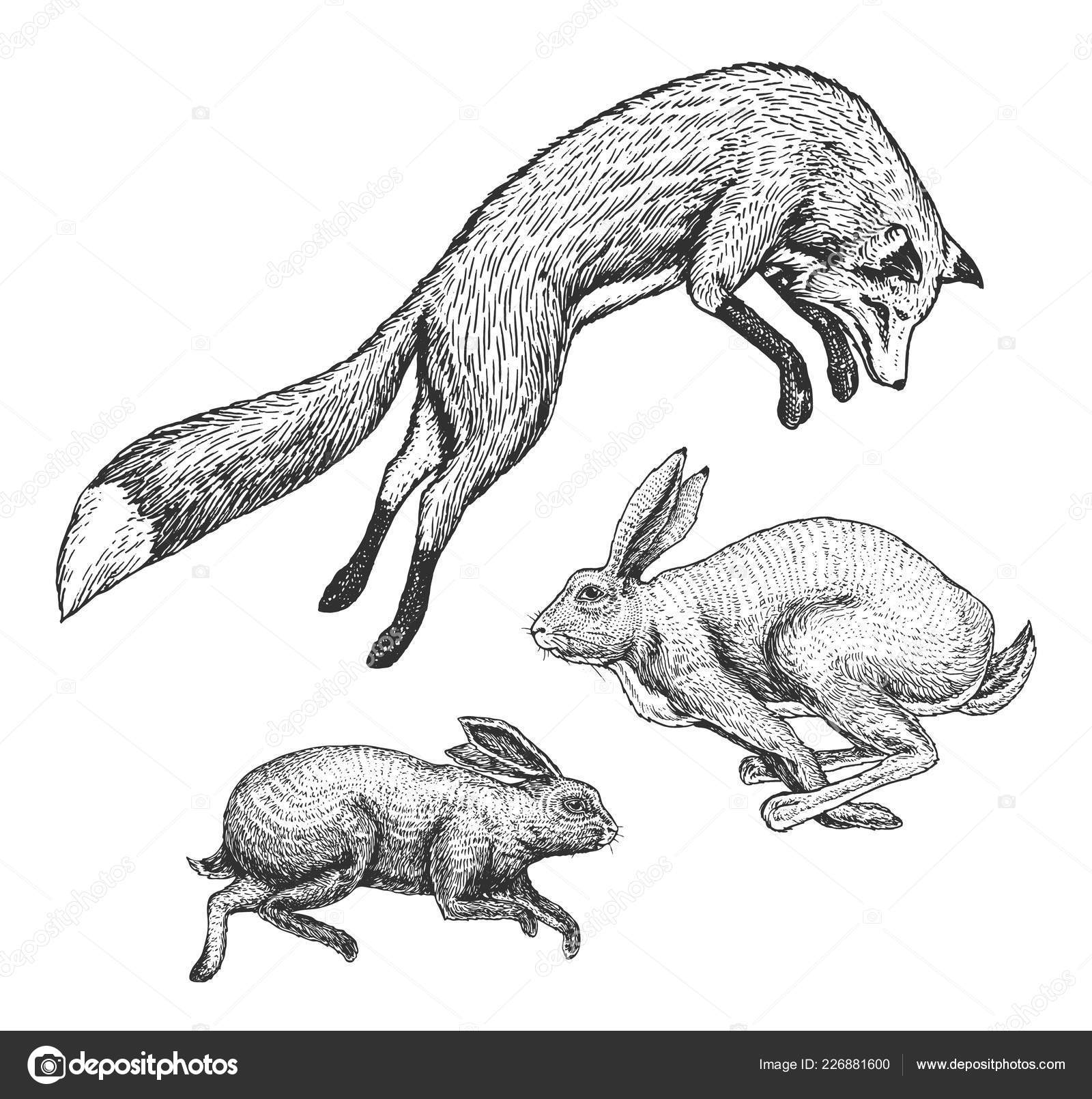 Jumping Hare Drawing