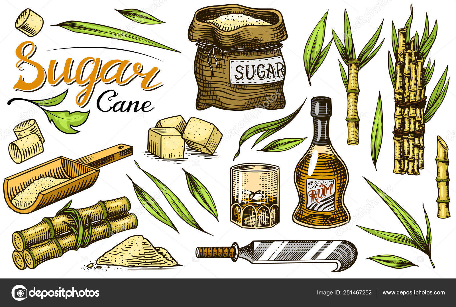 Cane sugar with leaves. Set of Sugarcane plants. Stalks and bottle of ...