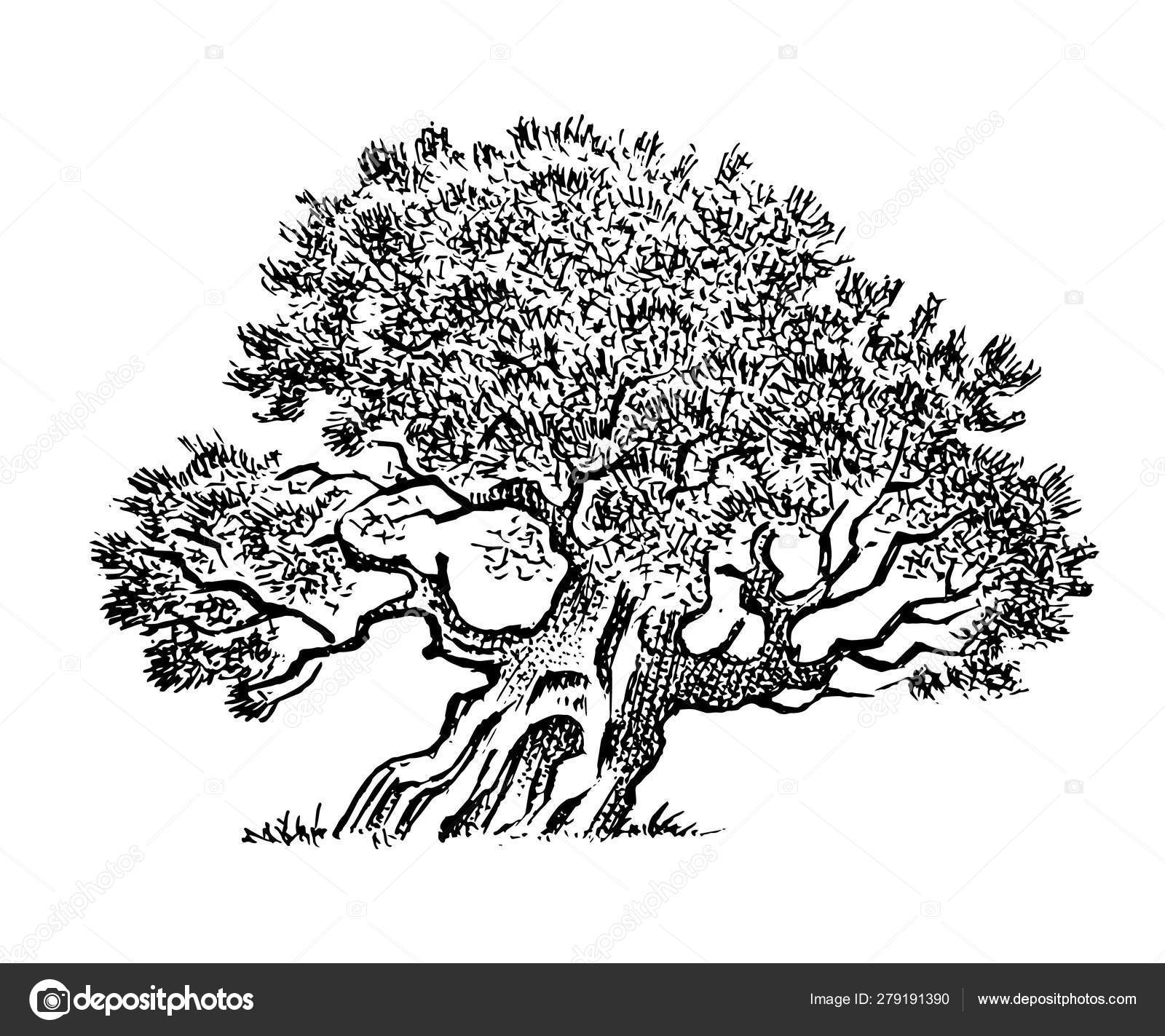 Greek Olive Tree Drawing