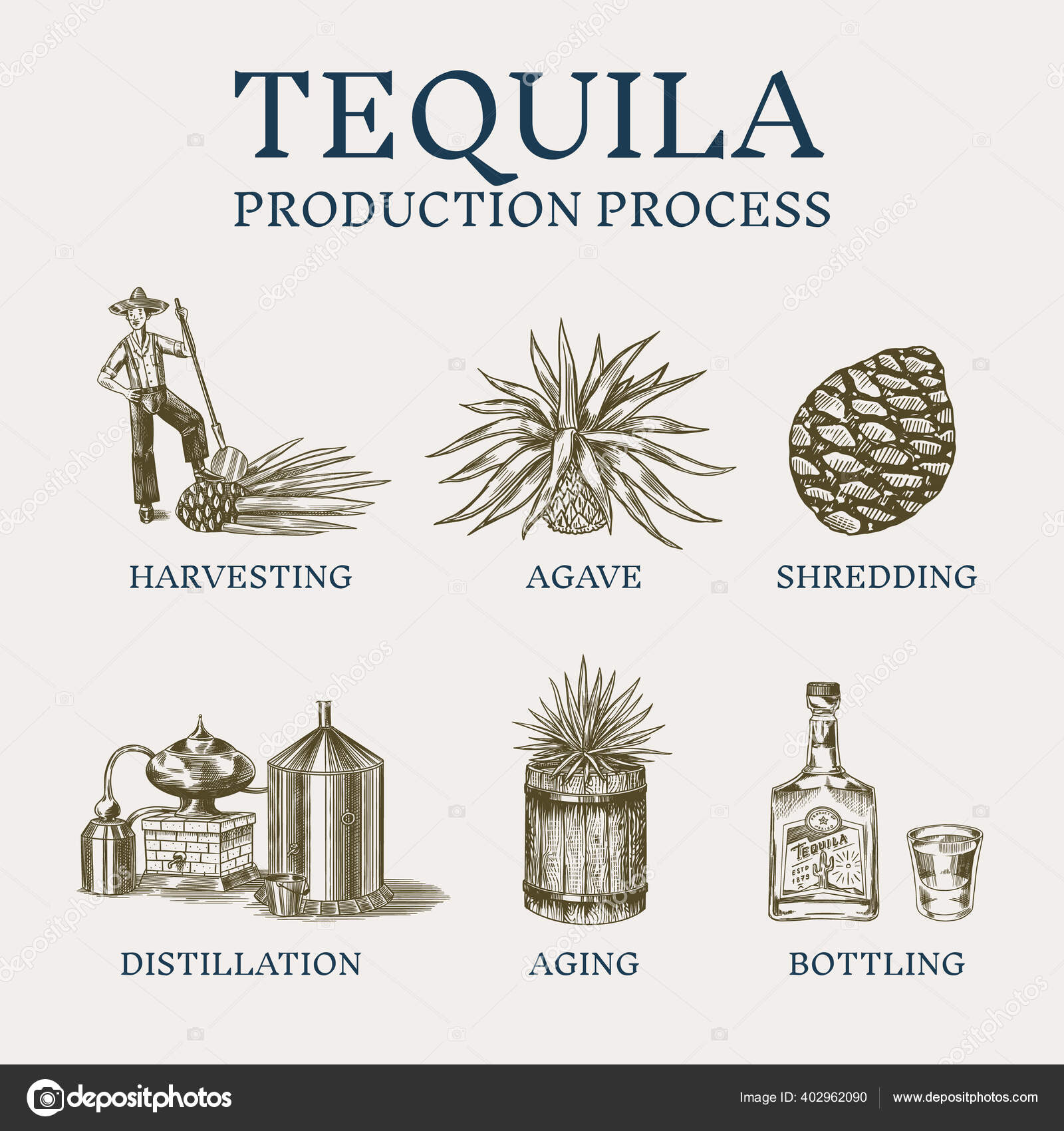 Agave Plant Tequila Bottle